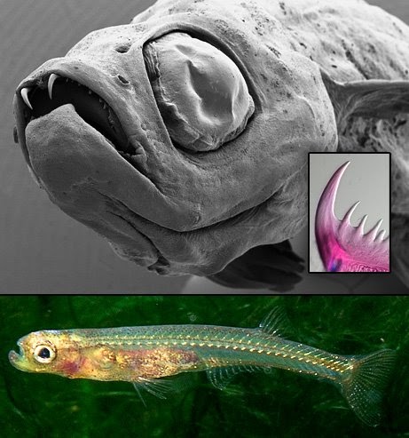 en.ASTRODIGI.com: Dracula Fish From Burma