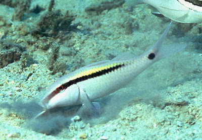 Fish Index: Yellow Back Goatfish (Parupeneus barberinus)