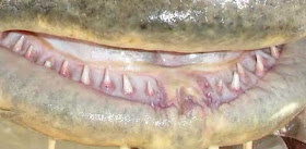 Man Eaten By Catfish