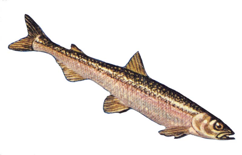 Fish Index: Rainbow Smelt (Osmerus mordax)