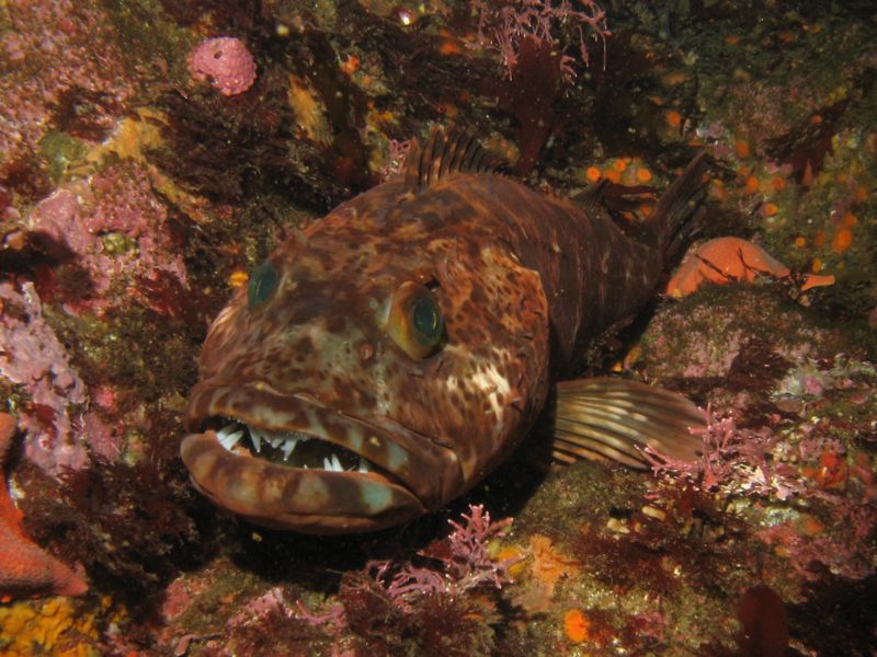 Fish Index: Lingcod (Ophiodon elongatus)