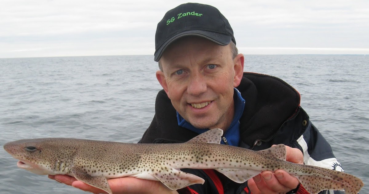 Henkes Fiskeblogg: Bilder på småfläckig rödhaj