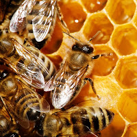 Honeycombs: What is a Honeycomb