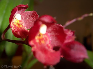 Howeara Lava Burst 'Puanani' | Strange Plants | Orchids, Hoyas ...