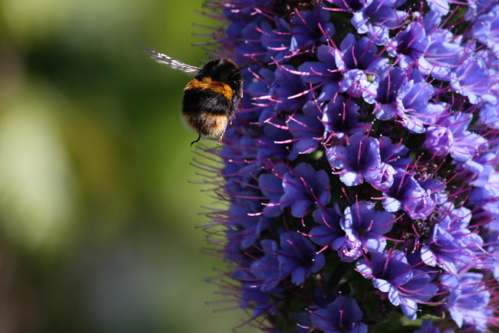 Peony Pretty: Big Fluffy Bumble Bee in Tasmania