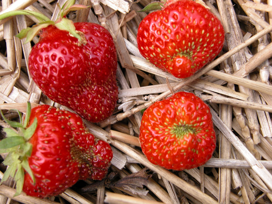 Regular Farmer: ...how about RAWberry?!