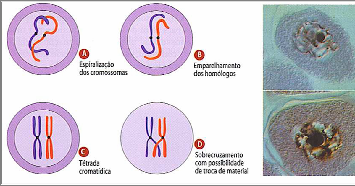 Terra, Universo de Vida: 3.1. Divisões da meiose - Prófase I