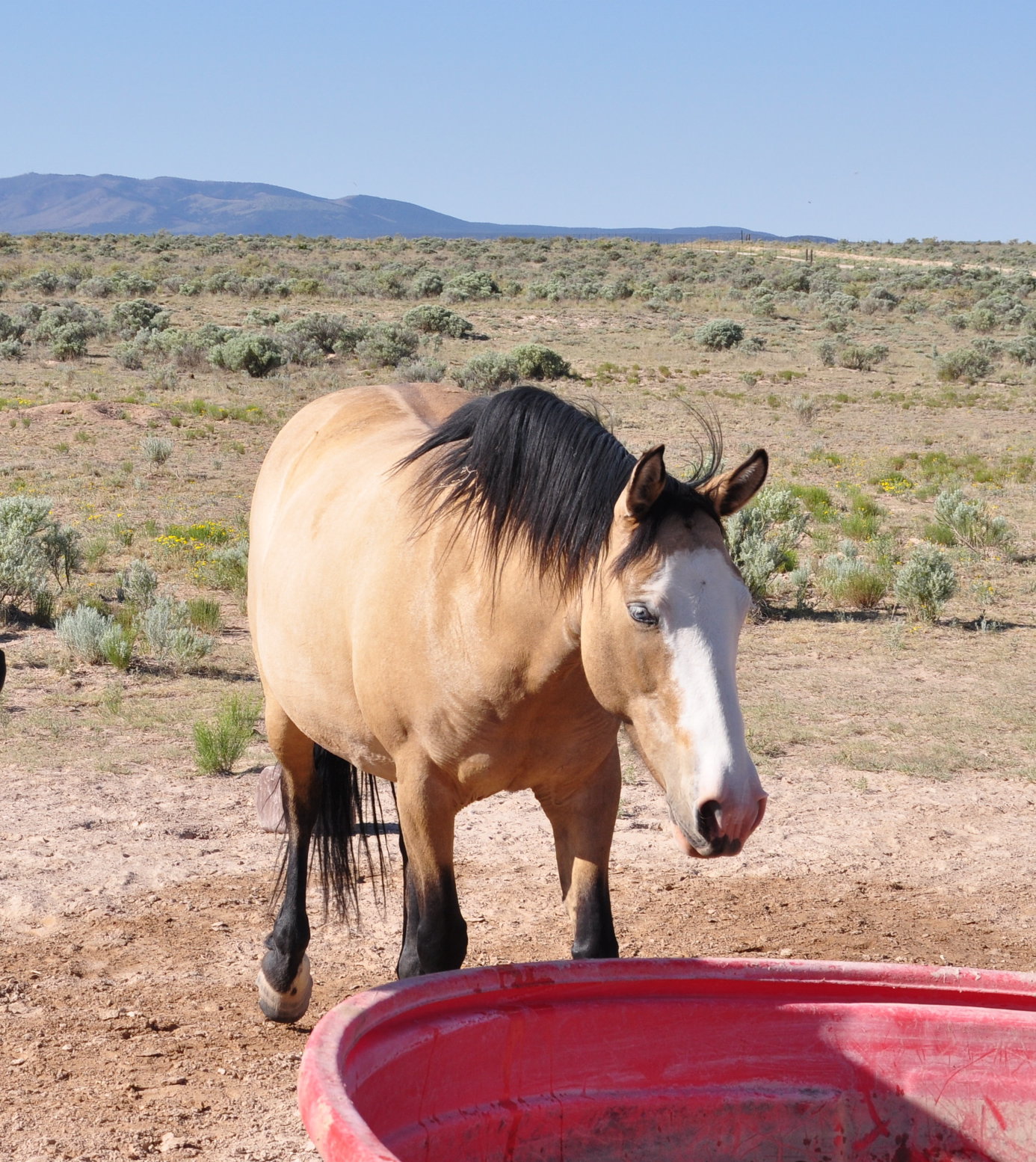 Takoda Spanish Mustangs - Australias First Spanish Mustang Stud: USA ...