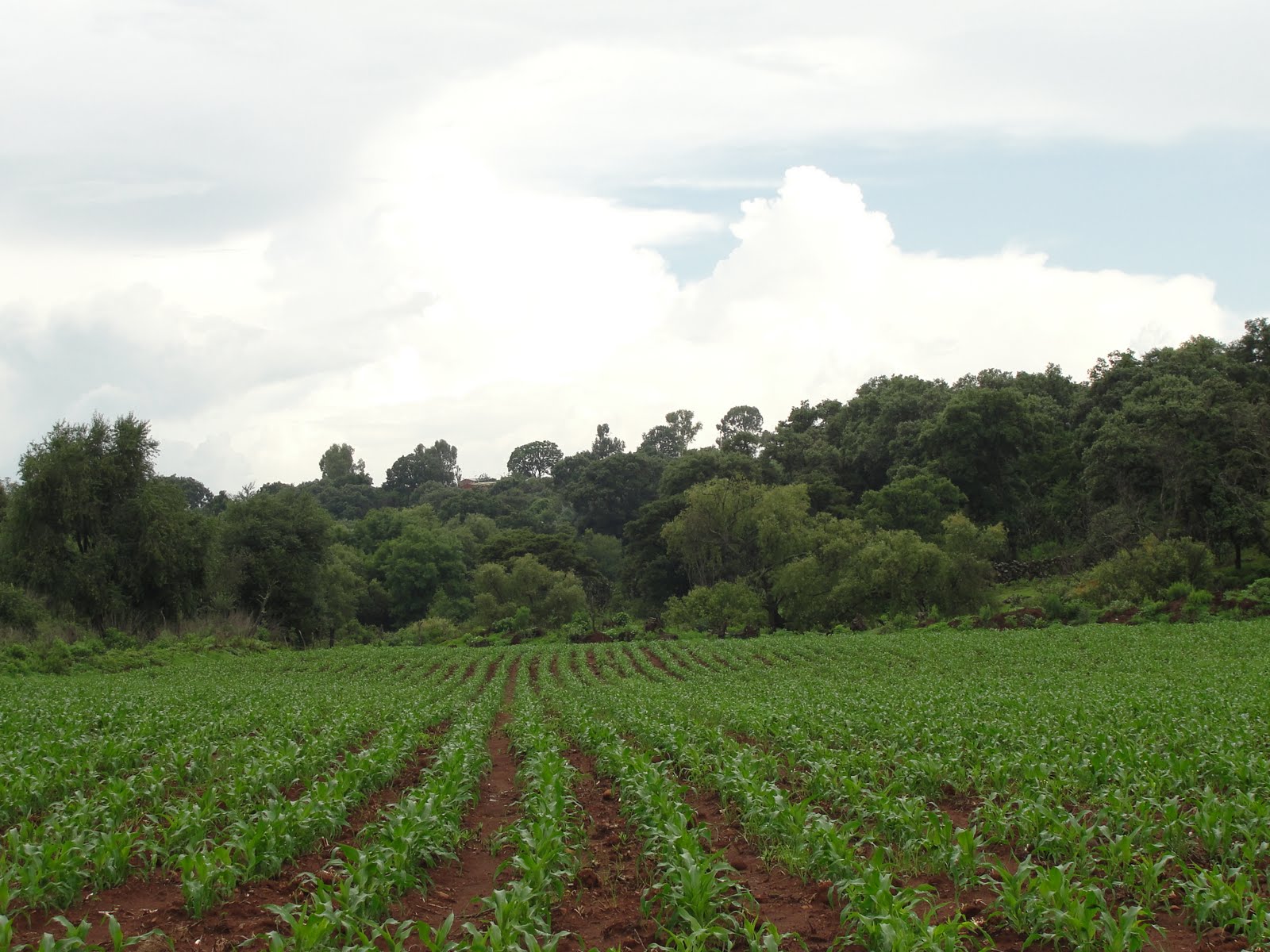 Rosales hermoso: La milpa va creciendo.