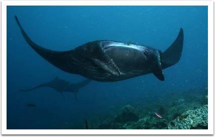 Fishing and fish species: Mengenal Ikan Pari