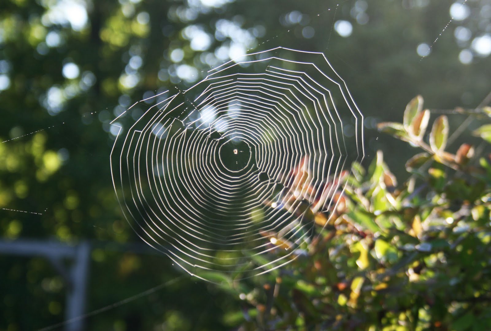 "She's so clever!": This Natural World - Spiderwebs and Sunflowers