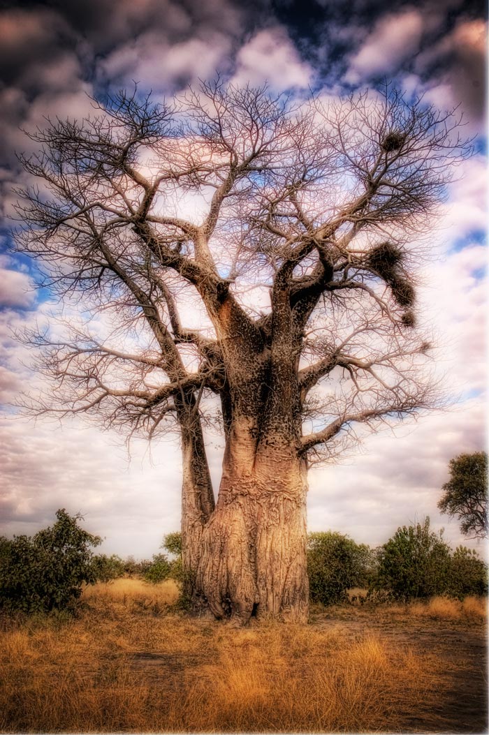 Last Flight Out Photography: Bilbao Tree