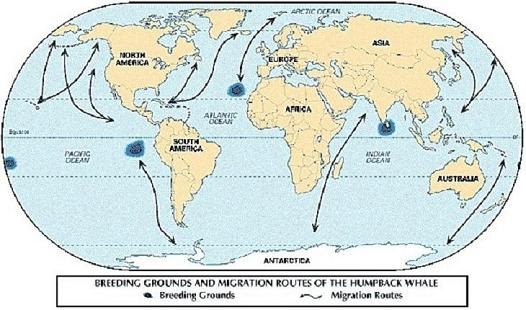 Science Minus Details: Why Animals Migrate