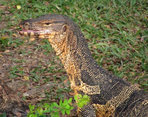 Volont'Asia: Le varan et le poisson