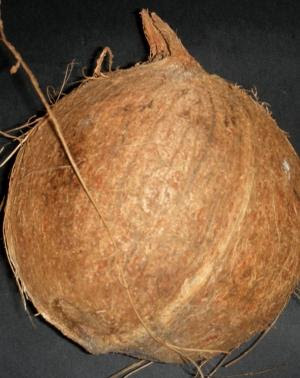 Religion y Santeria: Patakie de obi