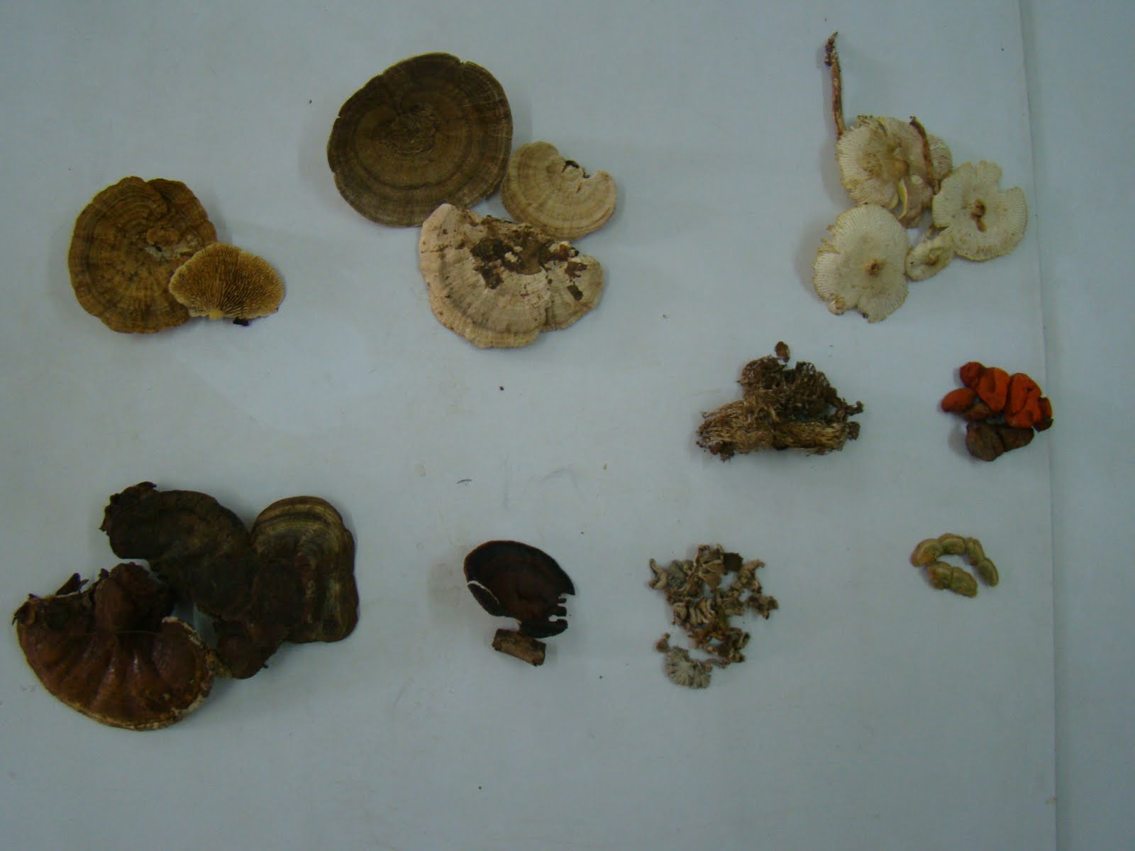 Goenchim-Olami-Mushrooms of Goa, India: Mushrooms of Mala, Panaji, Goa