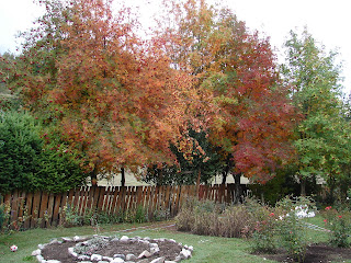 Enseñanza de las Ciencias Naturales: El cambio en las plantas