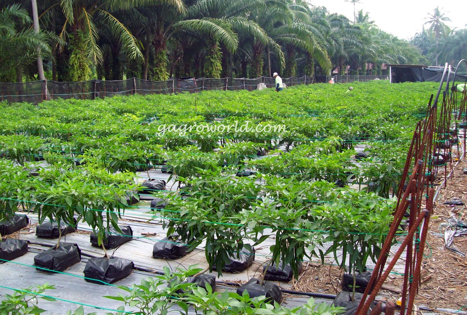 GREEN AGRO WORLD: Sejenak Meninjau Ladang Usahasama Tanaman Cili Secara ...