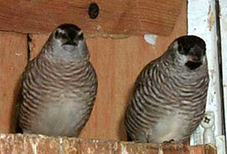 All About Cherry Finch | Finch Care - Zebra Finches, Gouldian Finches ...