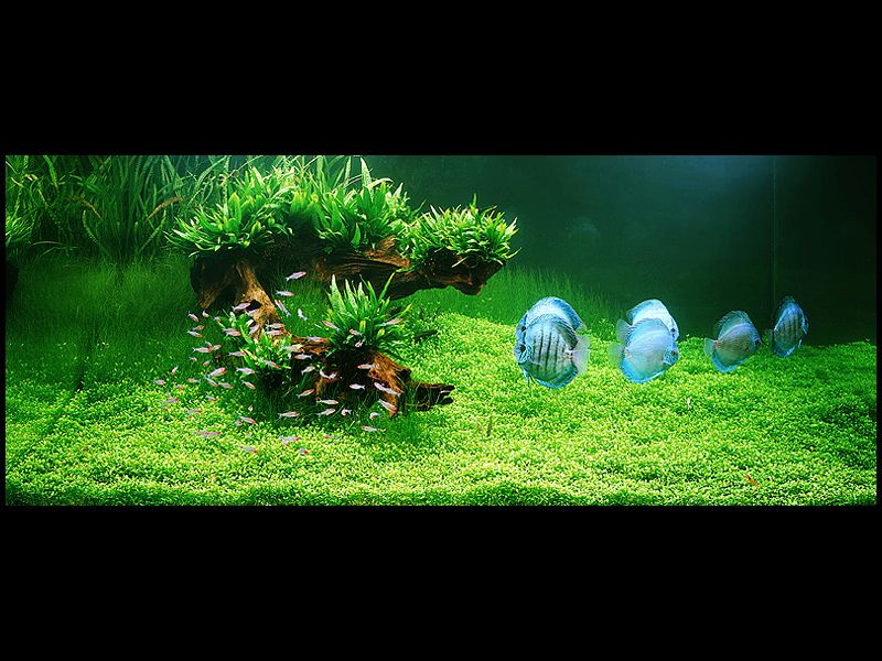 What ferts for a non-C02 discus tank | The Planted Tank Forum