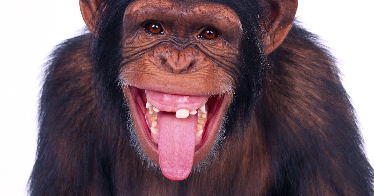 The Jalowiecs: Teeth...