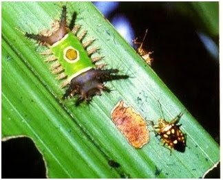 KOMCINTA ( Komunitas Cinta Tanaman ): ULAT API, CANTIK TAPI PERUSAK SAWIT