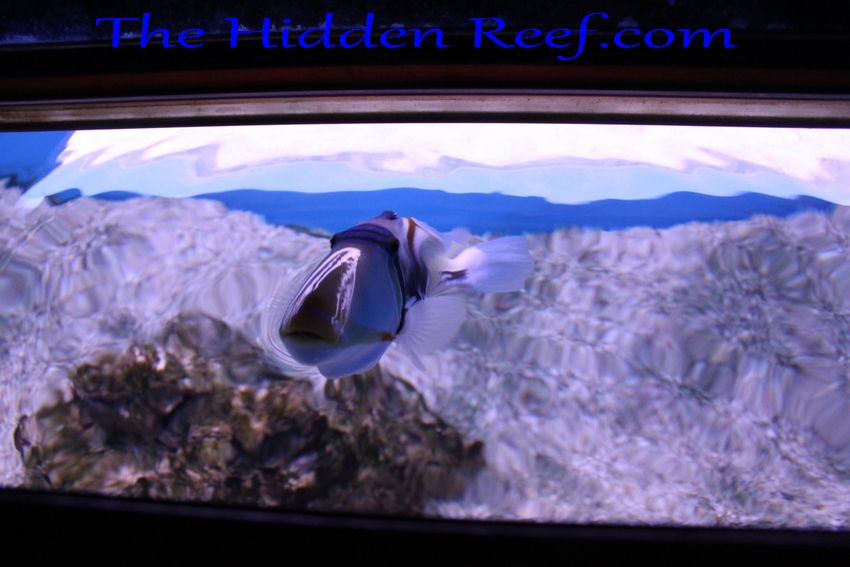 The Hidden Reef