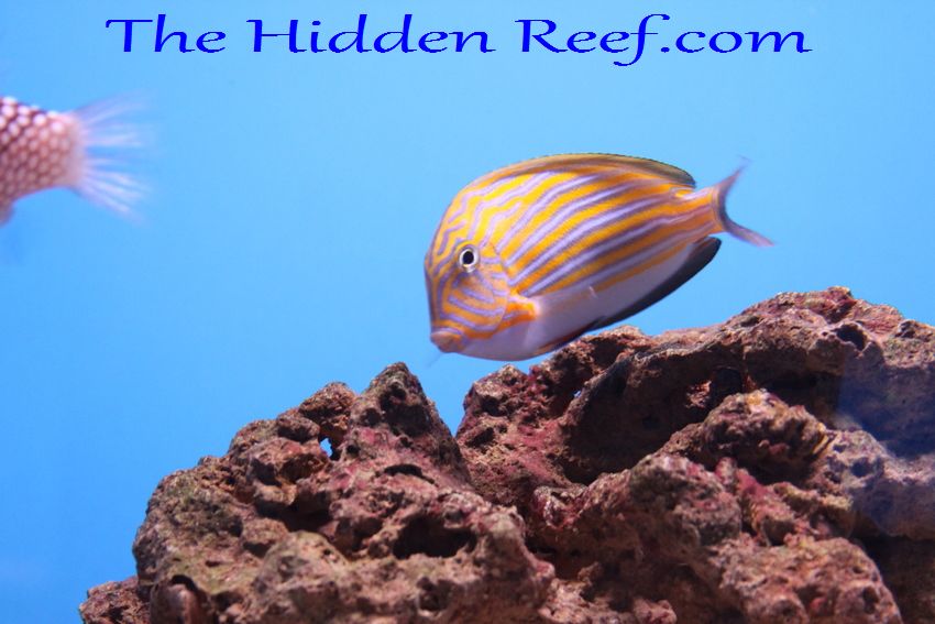 The Hidden Reef