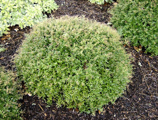 Plant Preview: Tiny and Tough, Micron® Holly Really Measures Up