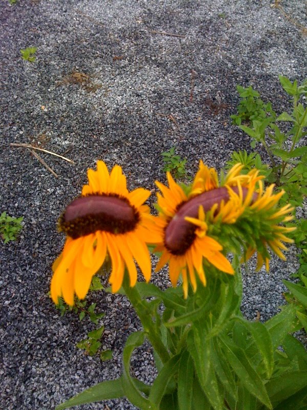 Plant Preview: Cresting or Fasciation - One of Nature's Conceits