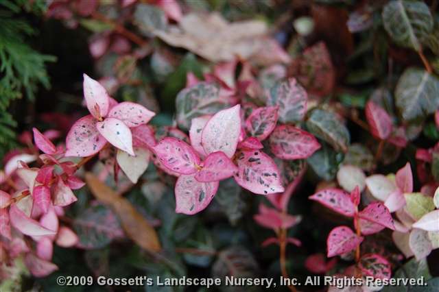 Plant Preview: Container Plantings and Snow-N-Summer™ Asiatic Jasmine