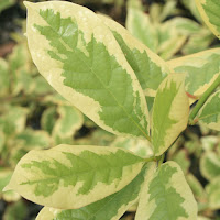 Plant Preview: Unusual Variegated-Leaf Shade Tree: Snow Flurries™ Black Gum
