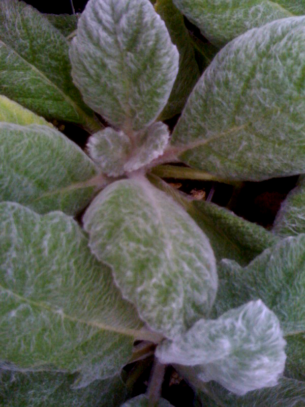 Plant Preview: Silver Sage, Salvia argentea in the Garden