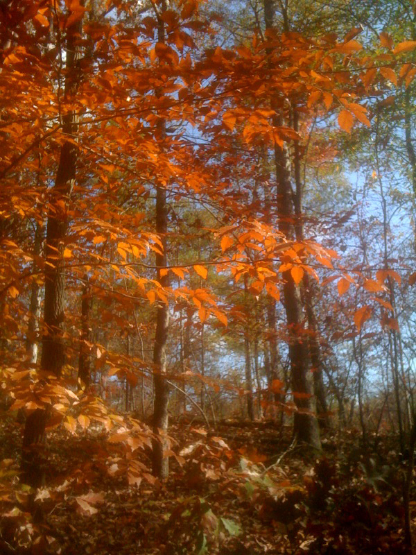 Plant Preview: Thanksgiving Nature Walk