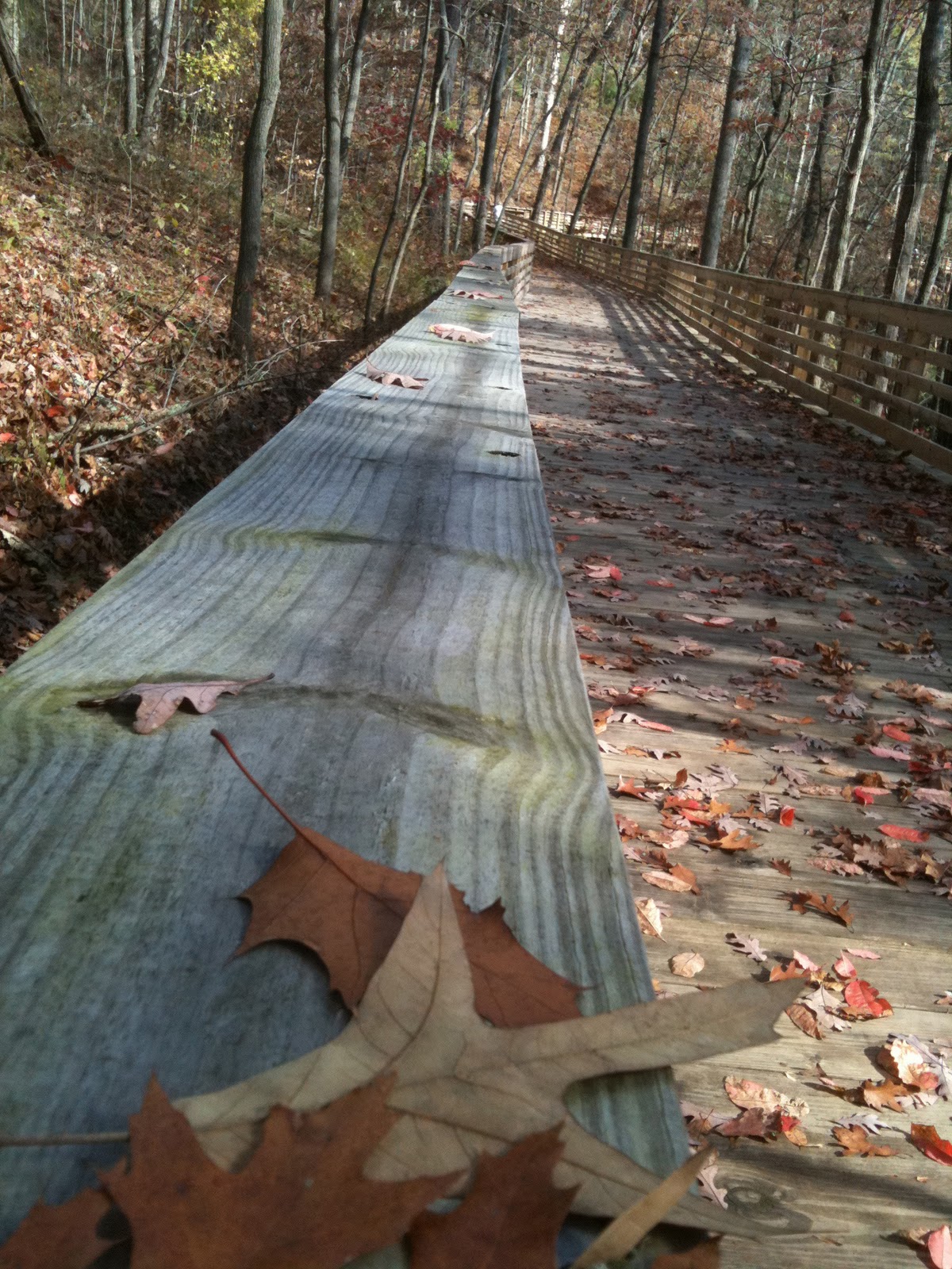 Plant Preview: Thanksgiving Nature Walk