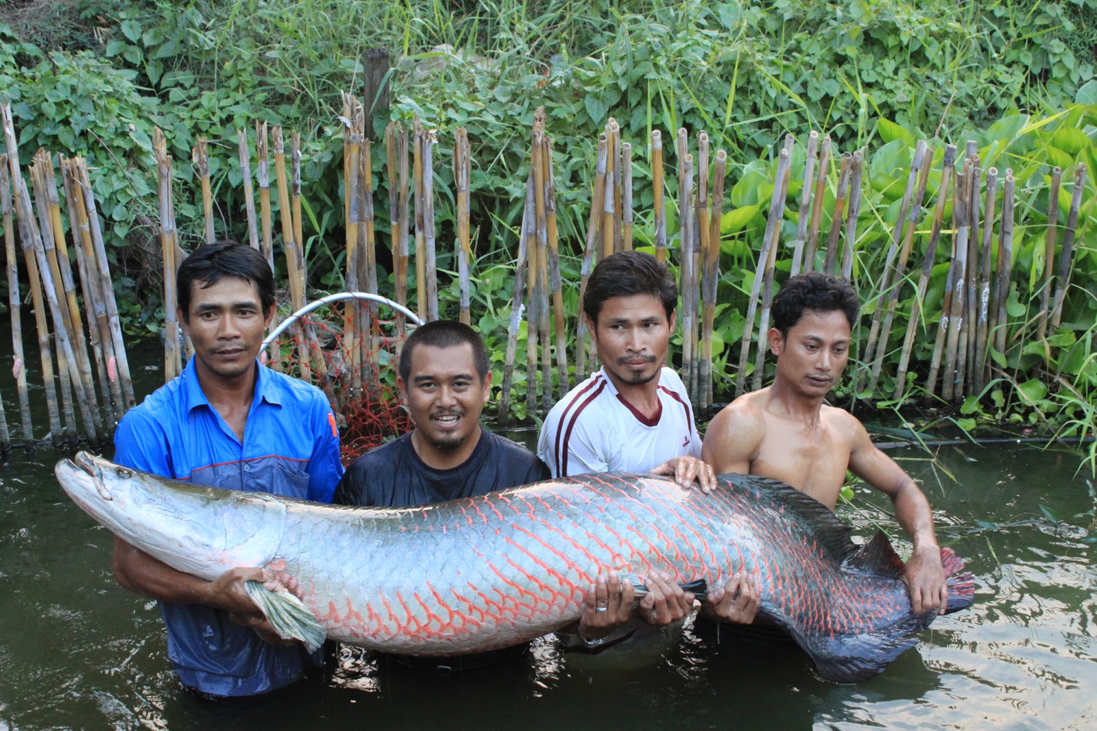 Hunt For The Monster Fish: Memburu Arapaima Bangkok