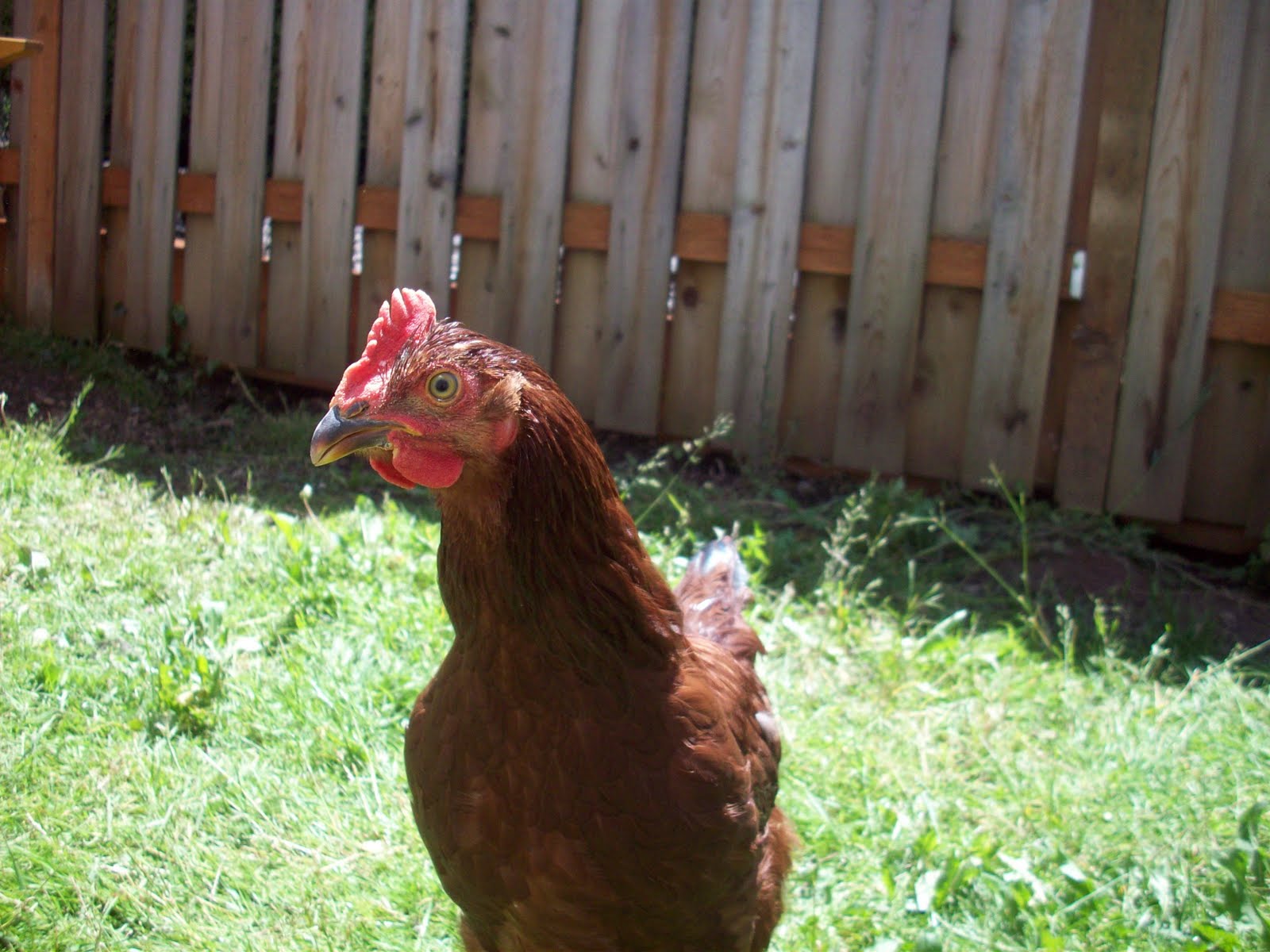 Briggs St. Garden: 3 Month old chickens.