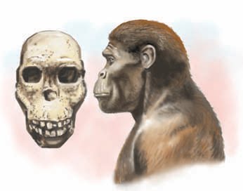 Studi Ferrer: Biologia