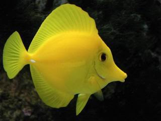 Mes découvertes: Les poissons