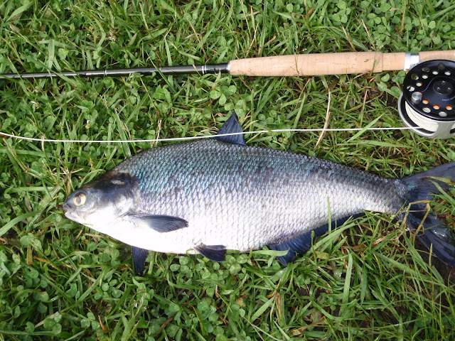 The Jersey Angler: Gizzard Shad