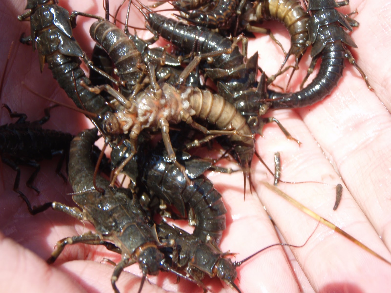 The Jersey Angler: Big Bugs