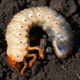Green Landscaping: Lawn Grubs