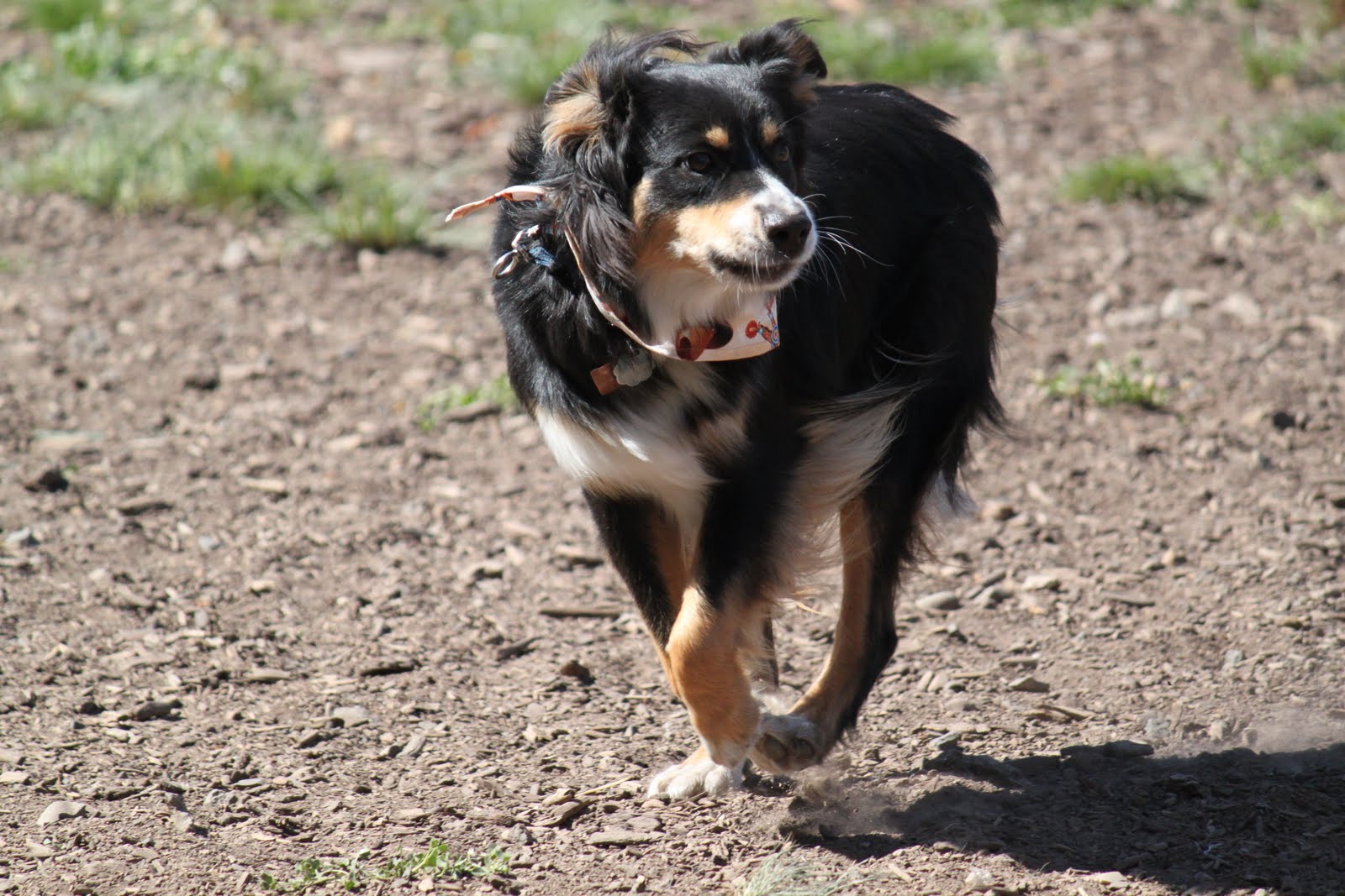 Our Mini Australian Shepherd: A Day of Herding!