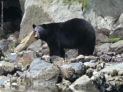 Adventures of Rikki-tikki-tavi: April 2007 - Princess Louisa Inlet