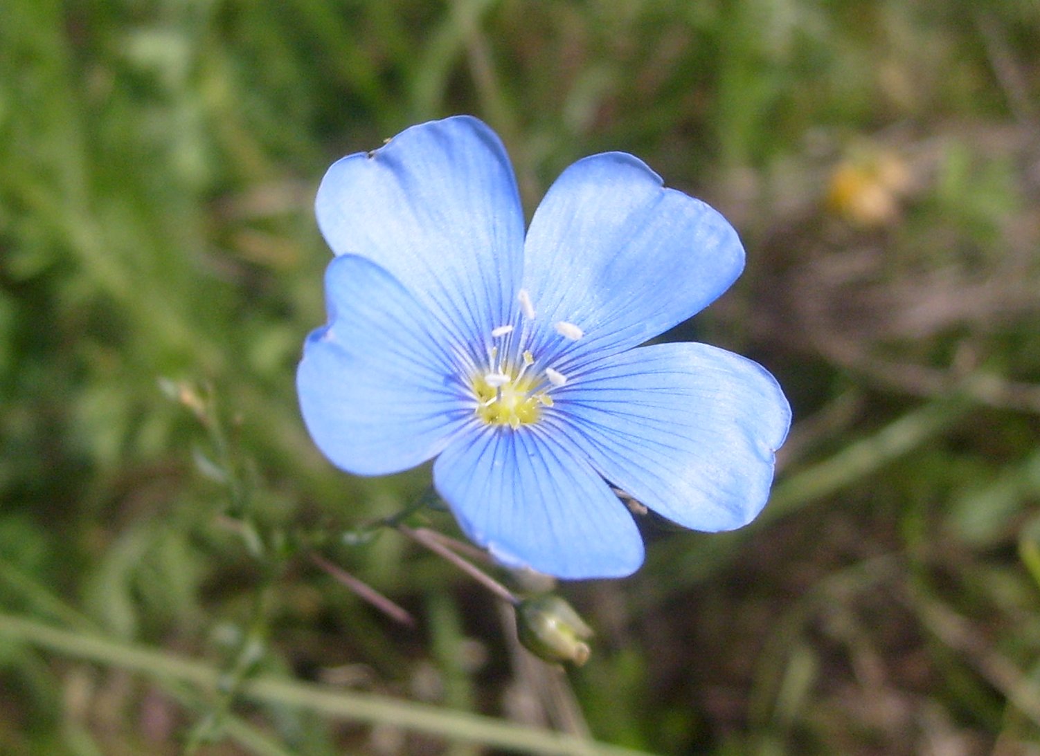 kívül-belül: Hegyi len (Linum austriacum L)