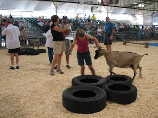 How did I get HERE? : Goat Obstacle Course....