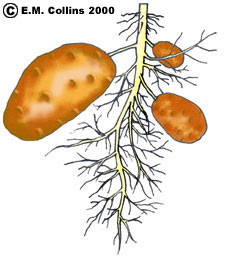 BIOLOGY ORDINARY LEVEL NOTES: PLANT NUTRITION PART 9: FATE OF GLUCOSE