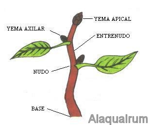 LAS PLANTAS Y SUS PARTES