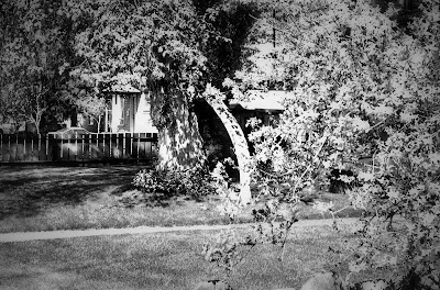 Dusty Moments -- America's Finest Blog: The Whalebone Tree