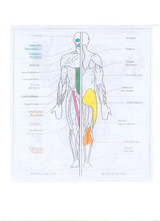 ANATOMIE: systeme musculaire